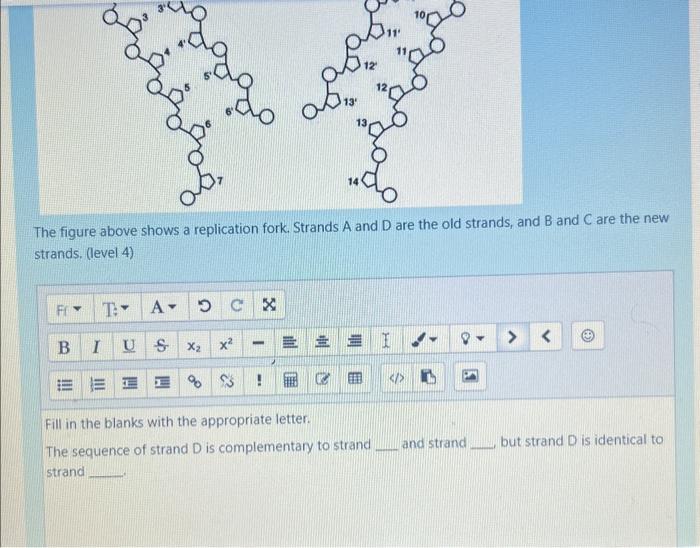 Solved The figure above shows a replication fork. Strands A | Chegg.com