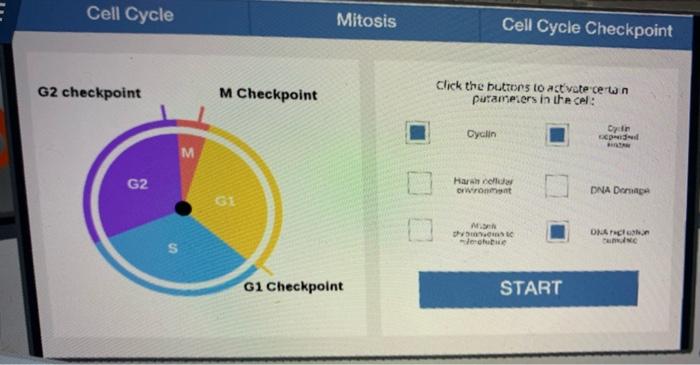 Cell Cycle Mitosis Cell Cycle Checkpoint G2 | Chegg.com