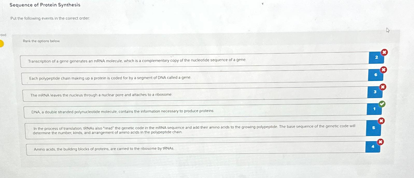 Solved Sequence of Protein SynthesisPut the following events | Chegg.com