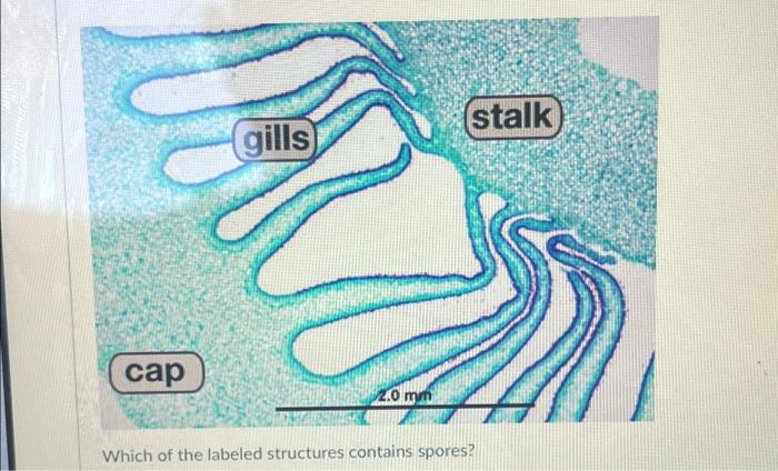 Coprinus Microscope Labeled