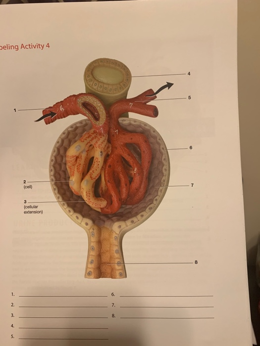 Solved Deling Activity 4 5 2 (cell 7 3 (cellular extension) | Chegg.com