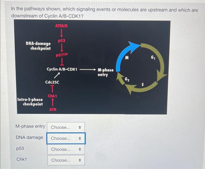 Solved In the pathways shown, which signaling events or | Chegg.com