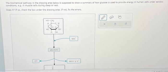 The biochemical pathway in the drawing area below is | Chegg.com