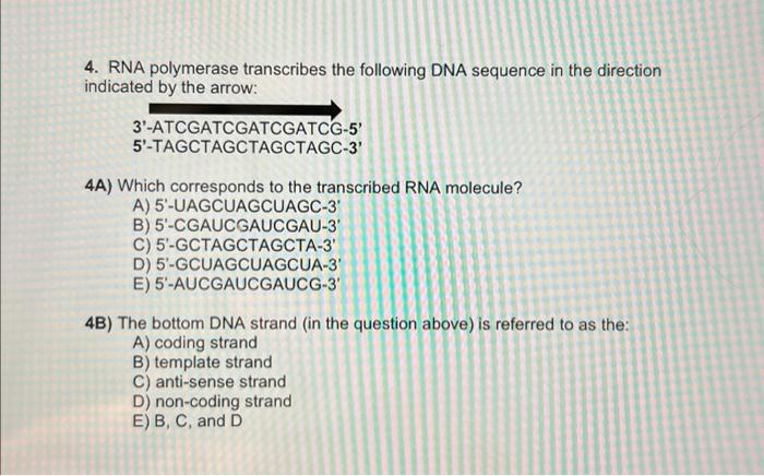 Solved 4. RNA polymerase transcribes the following DNA | Chegg.com