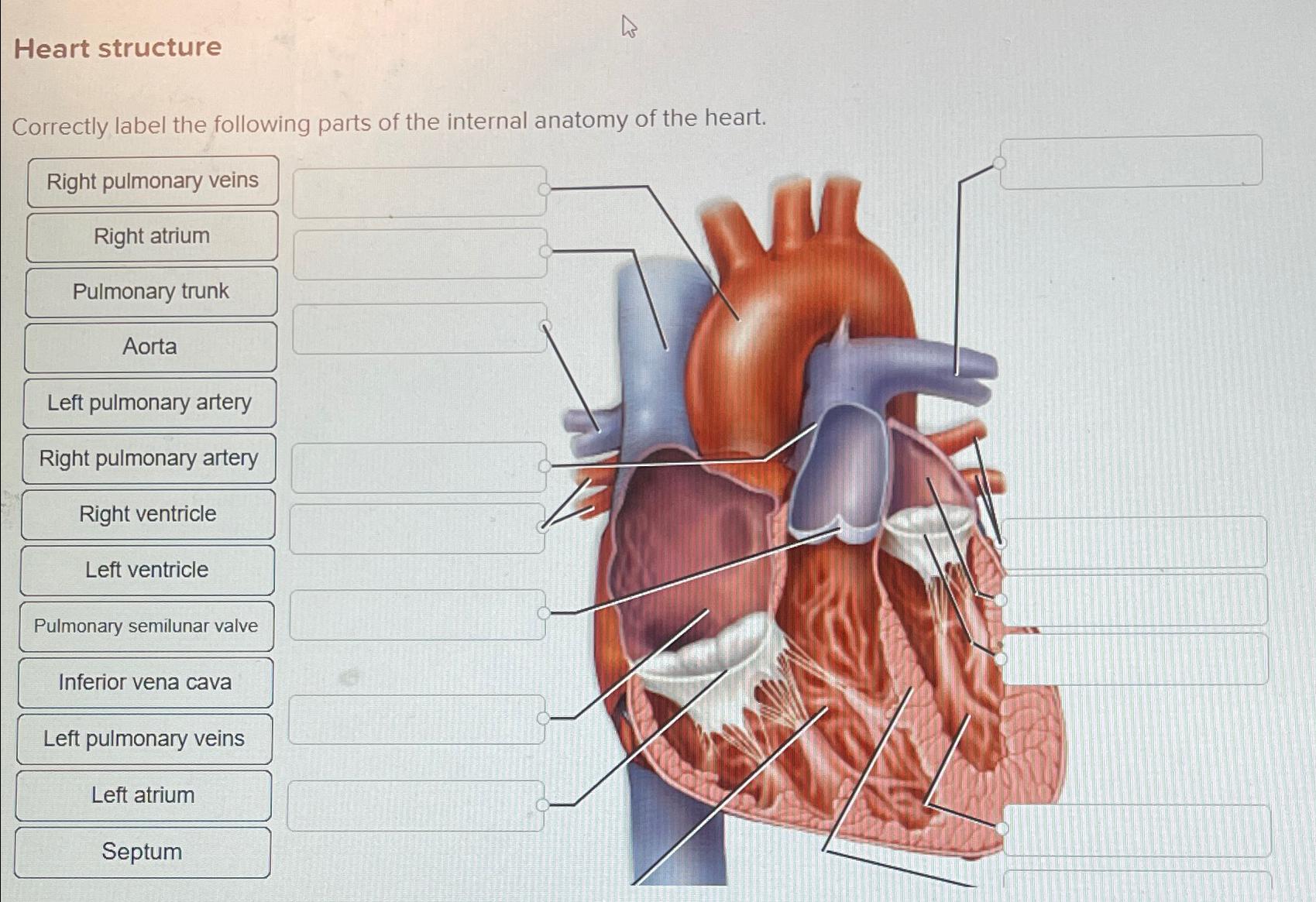 Solved Heart structureCorrectly label the following parts of | Chegg.com