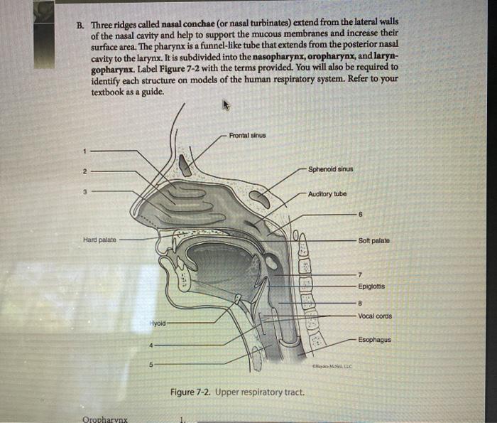 Solved Frontal sinus Hard palate Soft palate Oral cavity 2 | Chegg.com