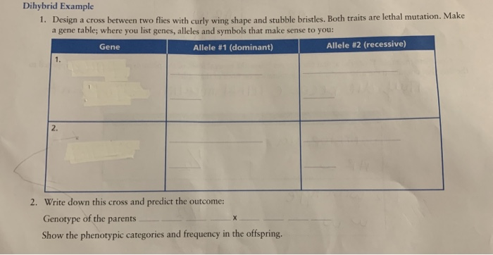 Disgn a cross between two flies with curly wing shape | Chegg.com