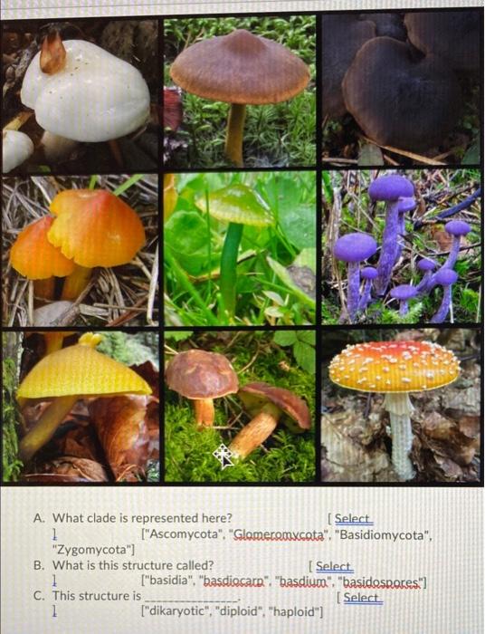 Solved For each of the subclades match it to its major | Chegg.com