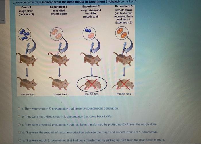 Solved pneumoniae that was isolated from the dead mouse in | Chegg.com