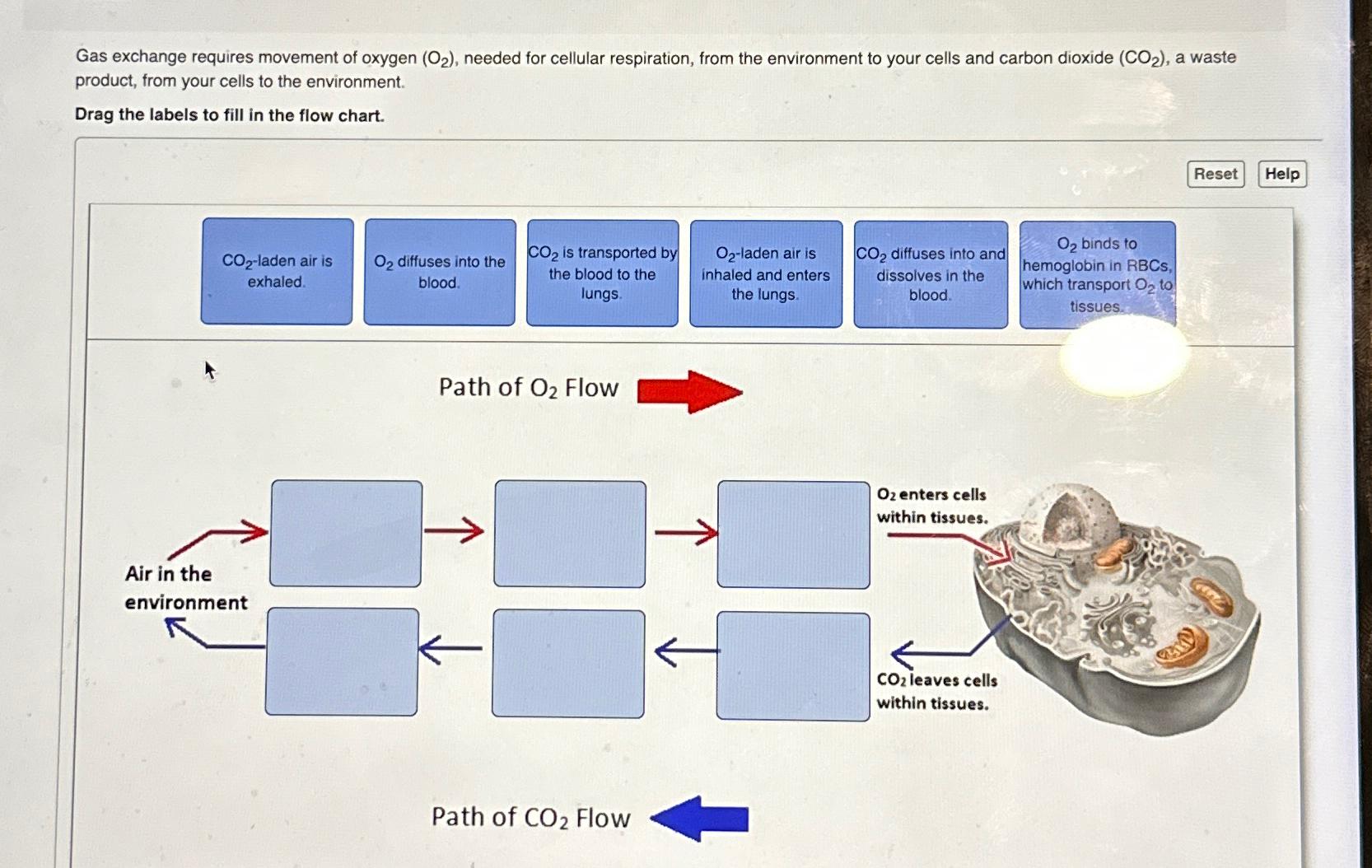 Solved Gas exchange requires movement of oxygen (O2), | Chegg.com