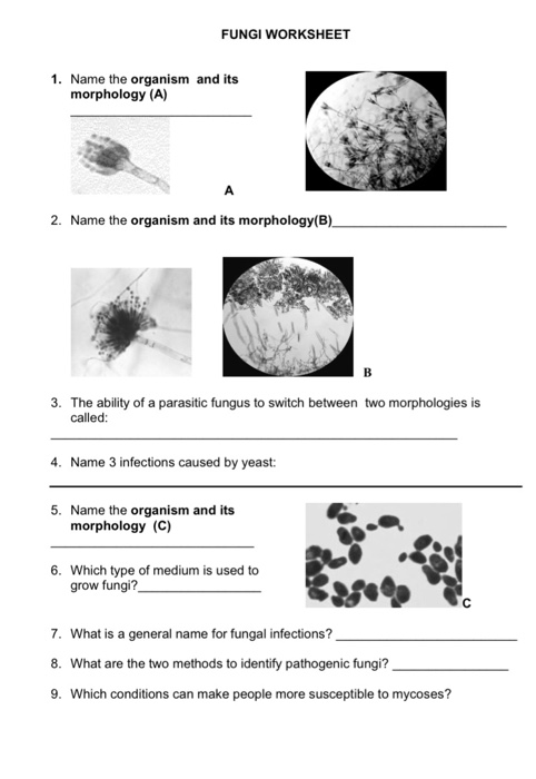 Solved FUNGI WORKSHEET 1. Name the organism and its | Chegg.com
