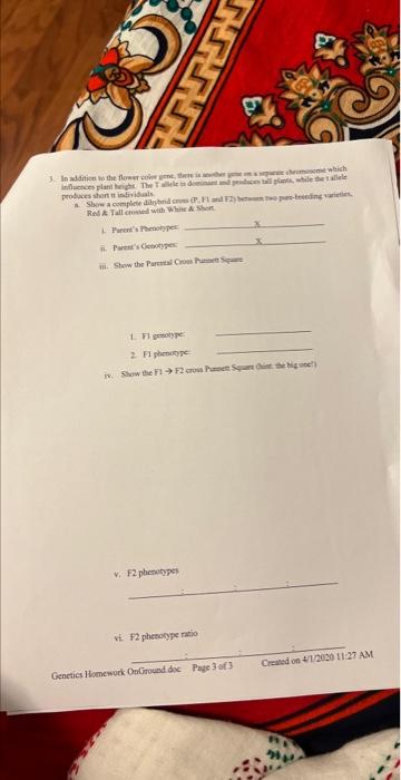 Solved iv. Show the Fl→F2 cross Punnctt Square 1. F2 | Chegg.com