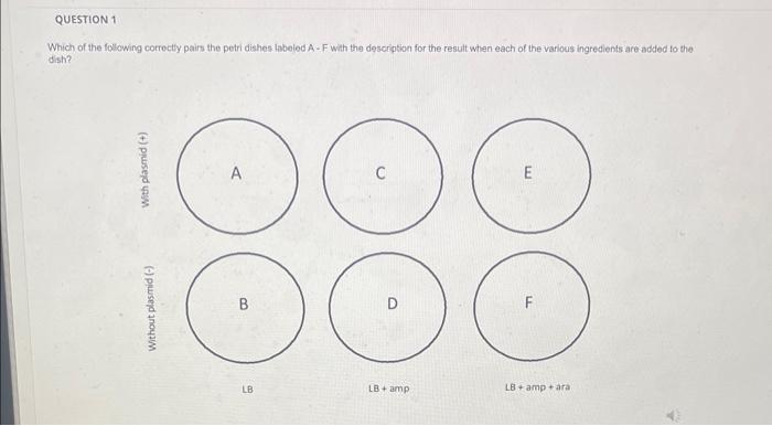 Solved Which of the following correctly pairs the petri | Chegg.com