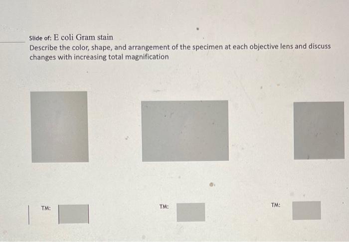 Slide of: E coli Gram stain Describe the color, | Chegg.com