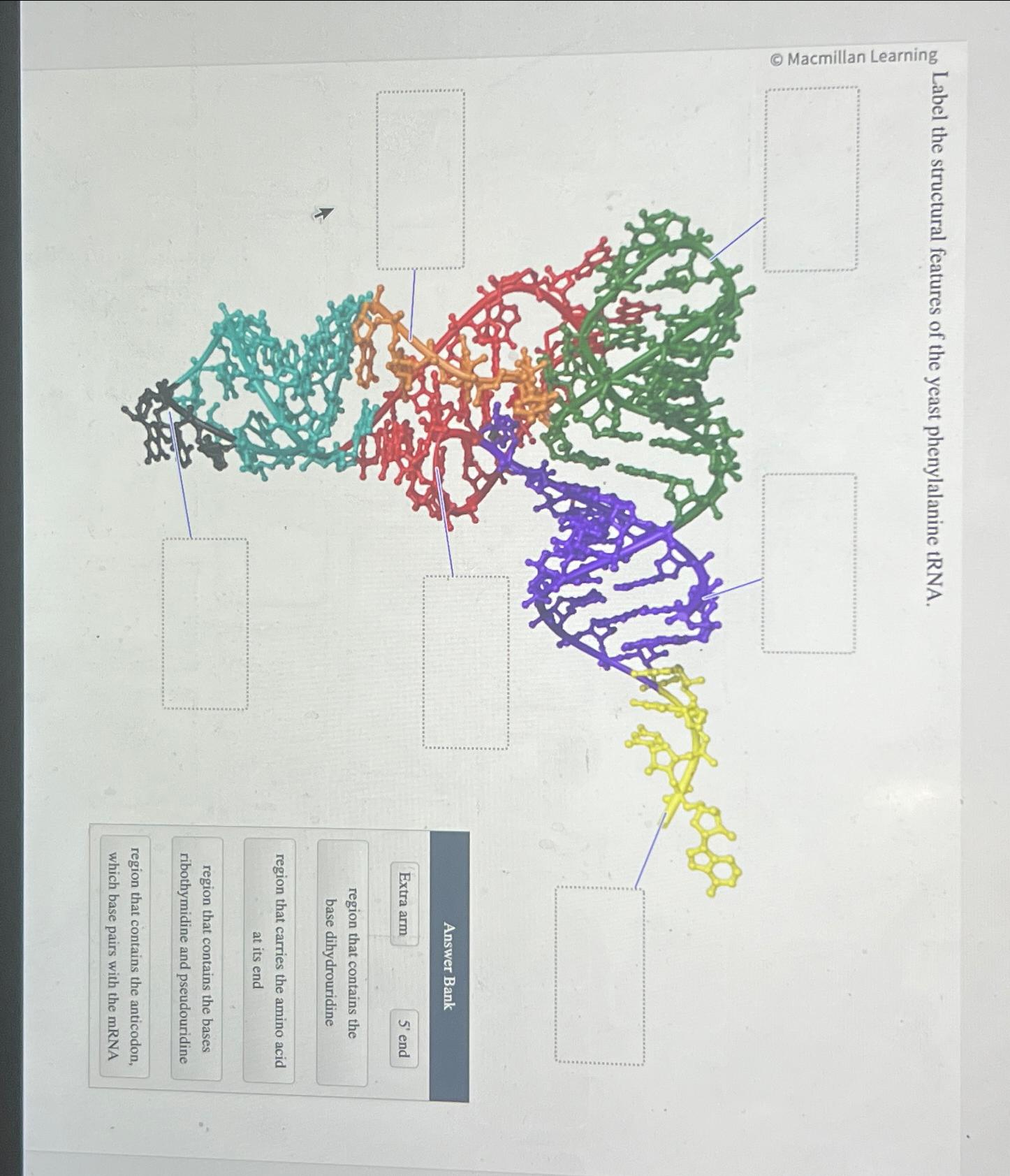 Solved Label The Structural Features Of The Yeast
