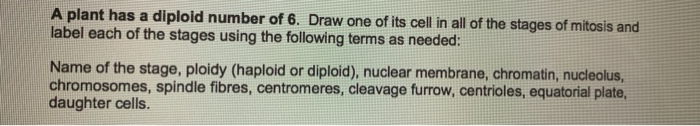 Solved A plant has a diploid number of 6. Draw one of its | Chegg.com