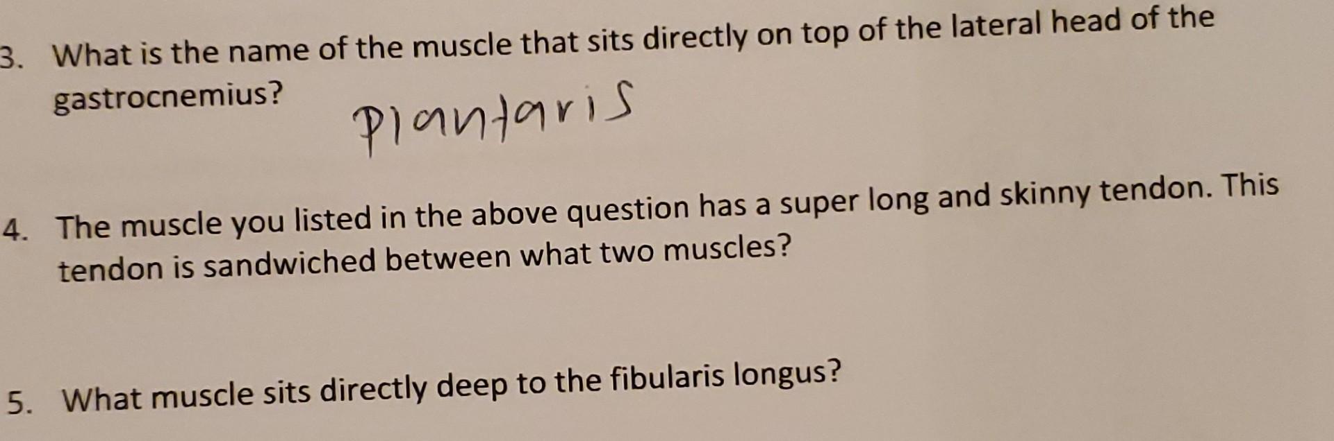 Solved 3. What is the name of the muscle that sits directly | Chegg.com