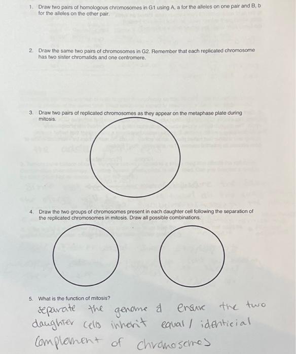 Solved 1. Draw two pairs of homologous chromosomes in G1 | Chegg.com