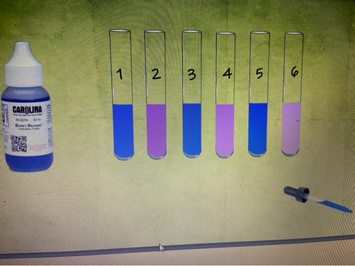 Solved Biuret's Solution • Tests for proteins - A positive | Chegg.com