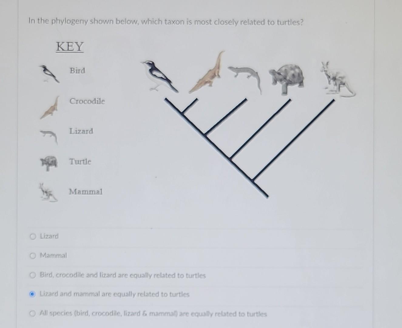 Solved In the phylogeny shown below, which taxon is most | Chegg.com