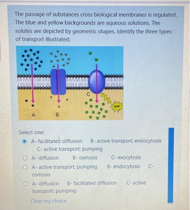 Solved The passage of substances cross biological membranes | Chegg.com