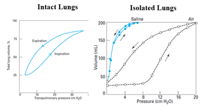 Solved Below are two graphs that show lung compliance curves | Chegg.com