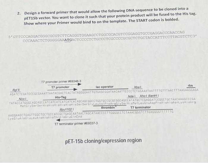 Solved 2. Design a forward primer that would allow the | Chegg.com
