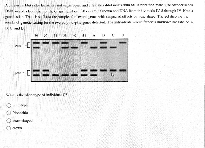 Solved Suppose that a rabbit breeder notices two individuals | Chegg.com