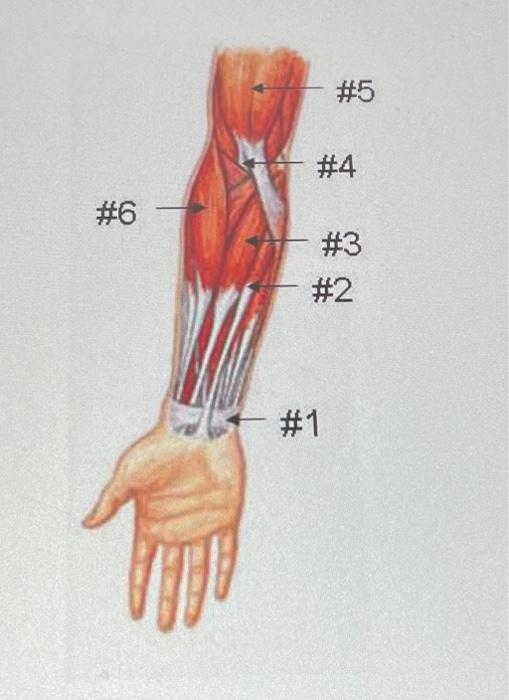 Solved lable all parts | Chegg.com