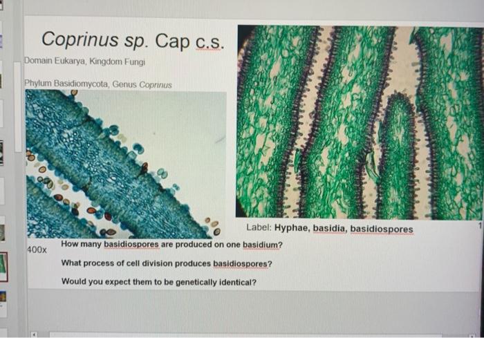 Solved Agaricus bisporus Agaricus pilatianu Agaricus sp. | Chegg.com