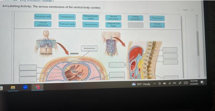 Solved Art-Labeling Activity: The serous membranes of the | Chegg.com