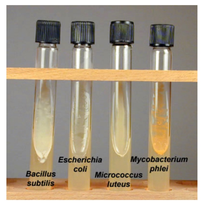 Solved Escherichia Mycobacterium coli phlei Bacillus | Chegg.com