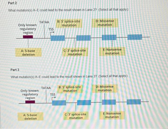 Solved Several different mutations within the gene shown | Chegg.com
