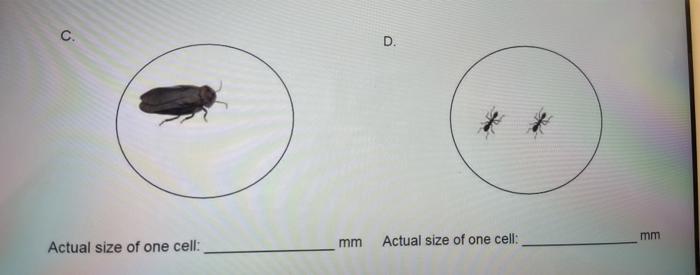 Solved 4. Calculate the actual size of one cell in each of | Chegg.com
