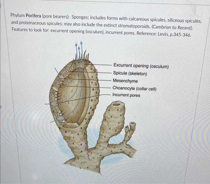 Solved Phylum Porifera (pore bearers): Sponges; includes | Chegg.com