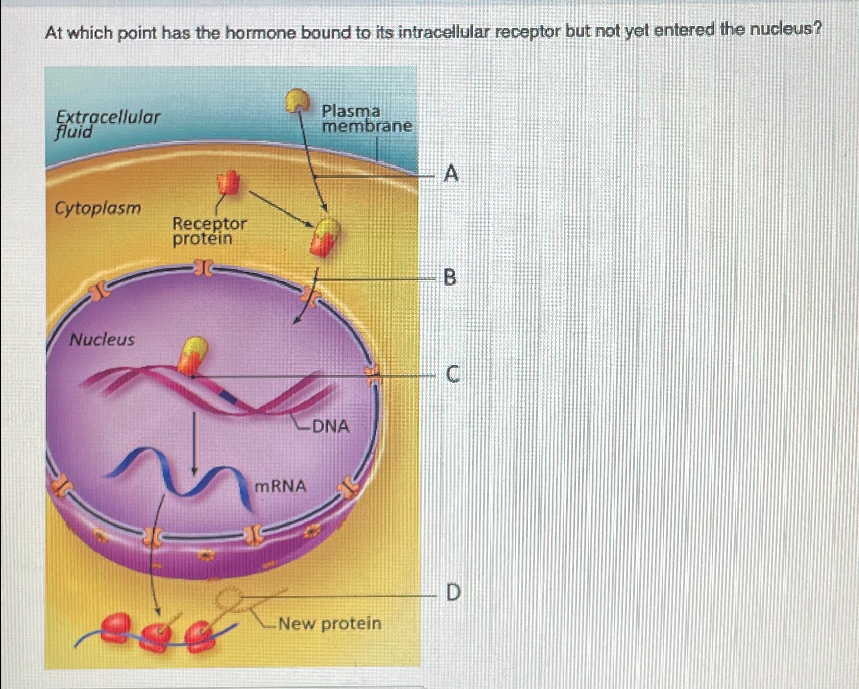 Solved At which point has the hormone bound to its | Chegg.com