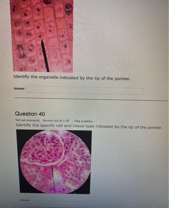 Solved Identify the stage of the cell cycle indicated by the | Chegg.com