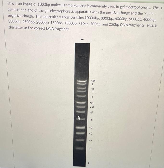 Solved This is an image of 1000bp molecular marker that is | Chegg.com