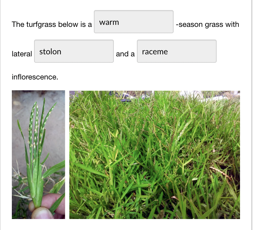 Solved The turfgrass below is a-season grass withlateraland | Chegg.com