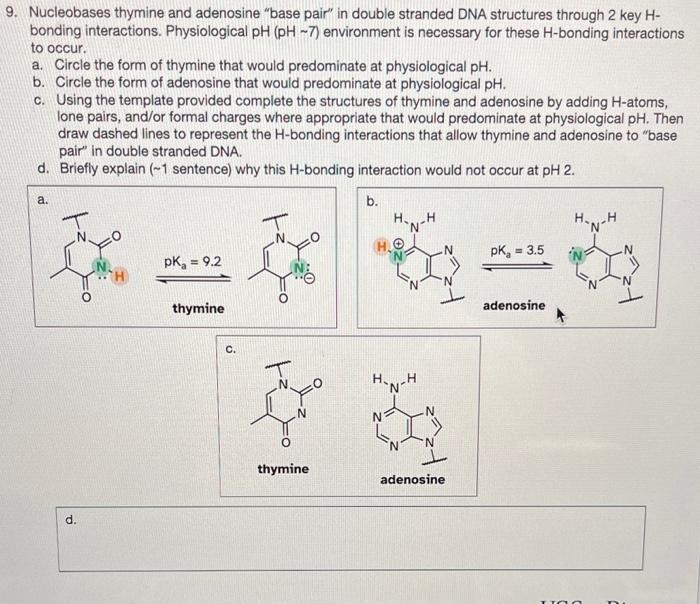Solved Nucleobases thymine and adenosine "base pair" in | Chegg.com