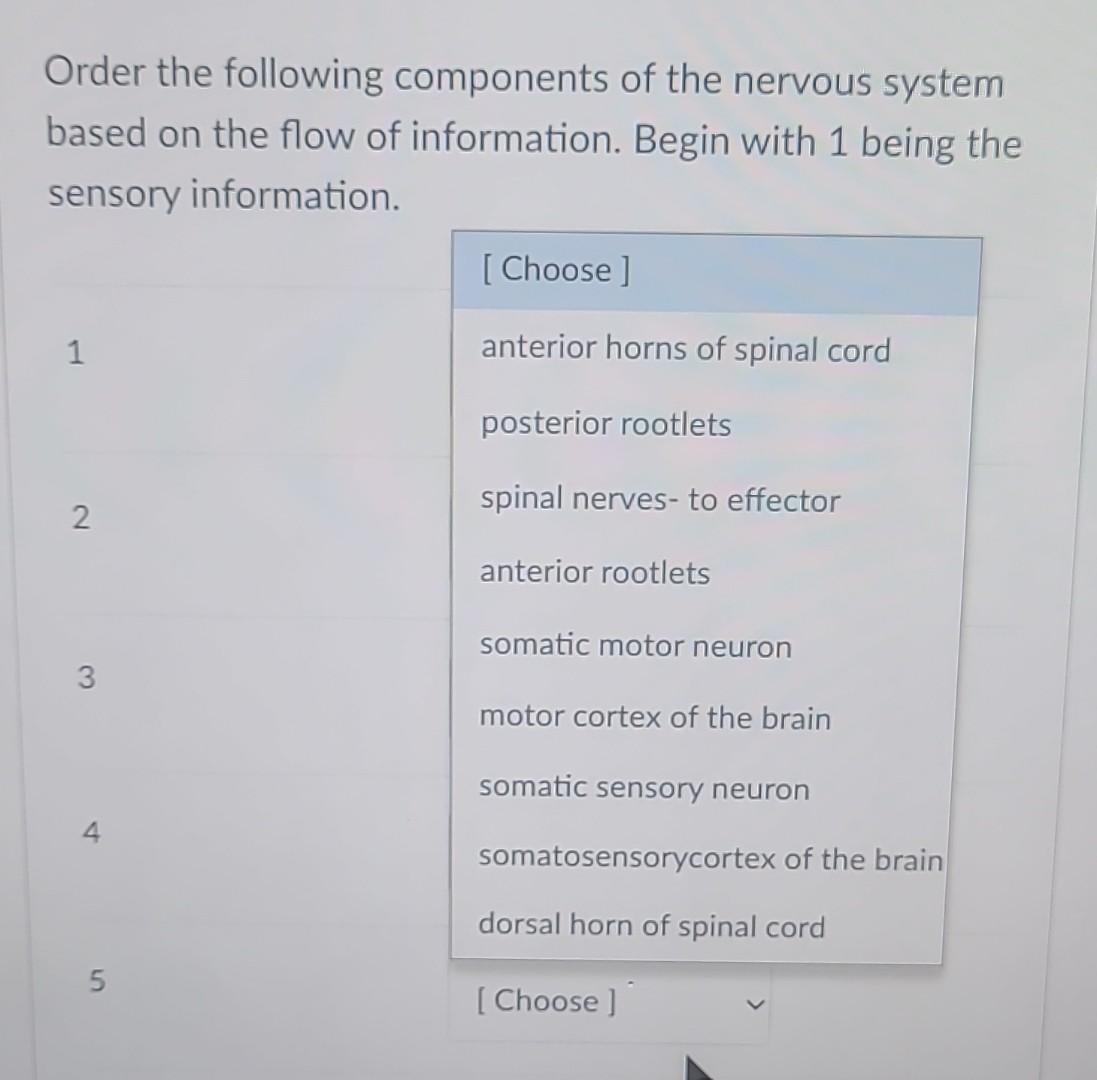 Solved Order the following components of the nervous system | Chegg.com
