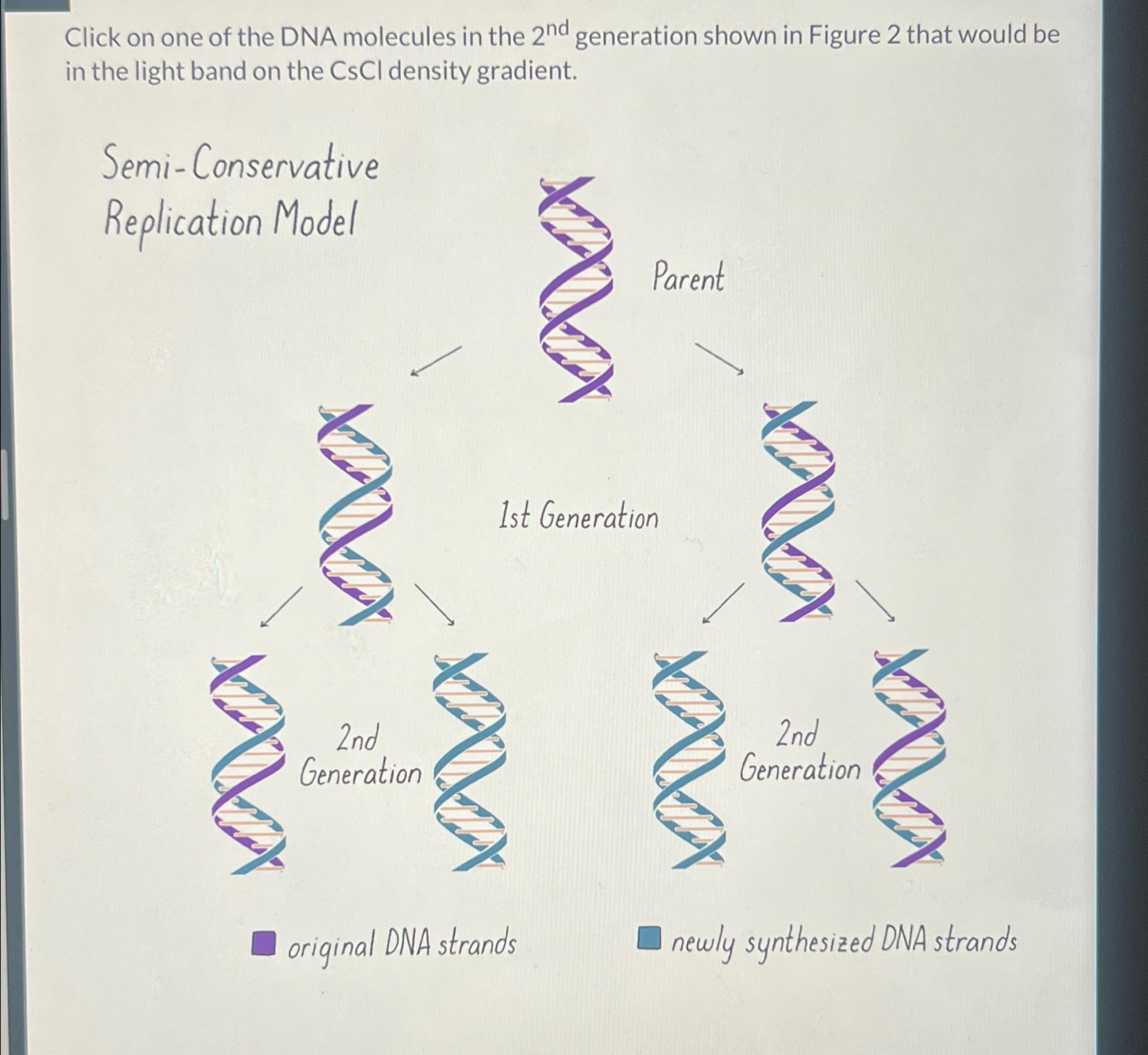 Solved Click on one of the DNA molecules in the 2nd | Chegg.com