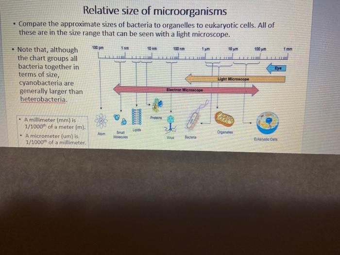 Solved Relative size of microorganisms • Compare the | Chegg.com