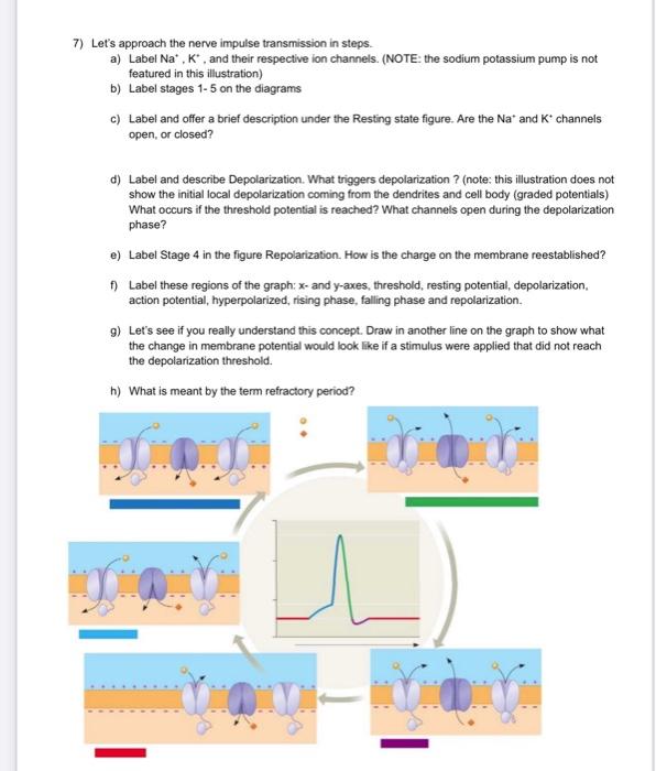 Solved 7) Let's approach the nerve impulse transmission in | Chegg.com