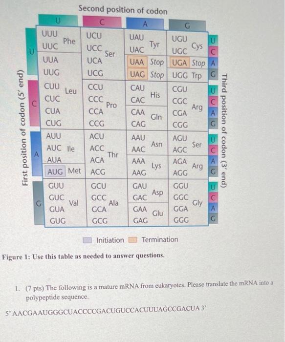 Solved Pro First position of codon (5' end) Second position | Chegg.com