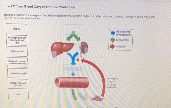 Solved Effect Of Low Blood Oxygen On RBC Production This | Chegg.com