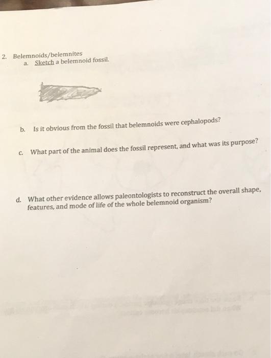 Solved 2. Belemnoids/belemnites a. Sketch a belemnoid | Chegg.com