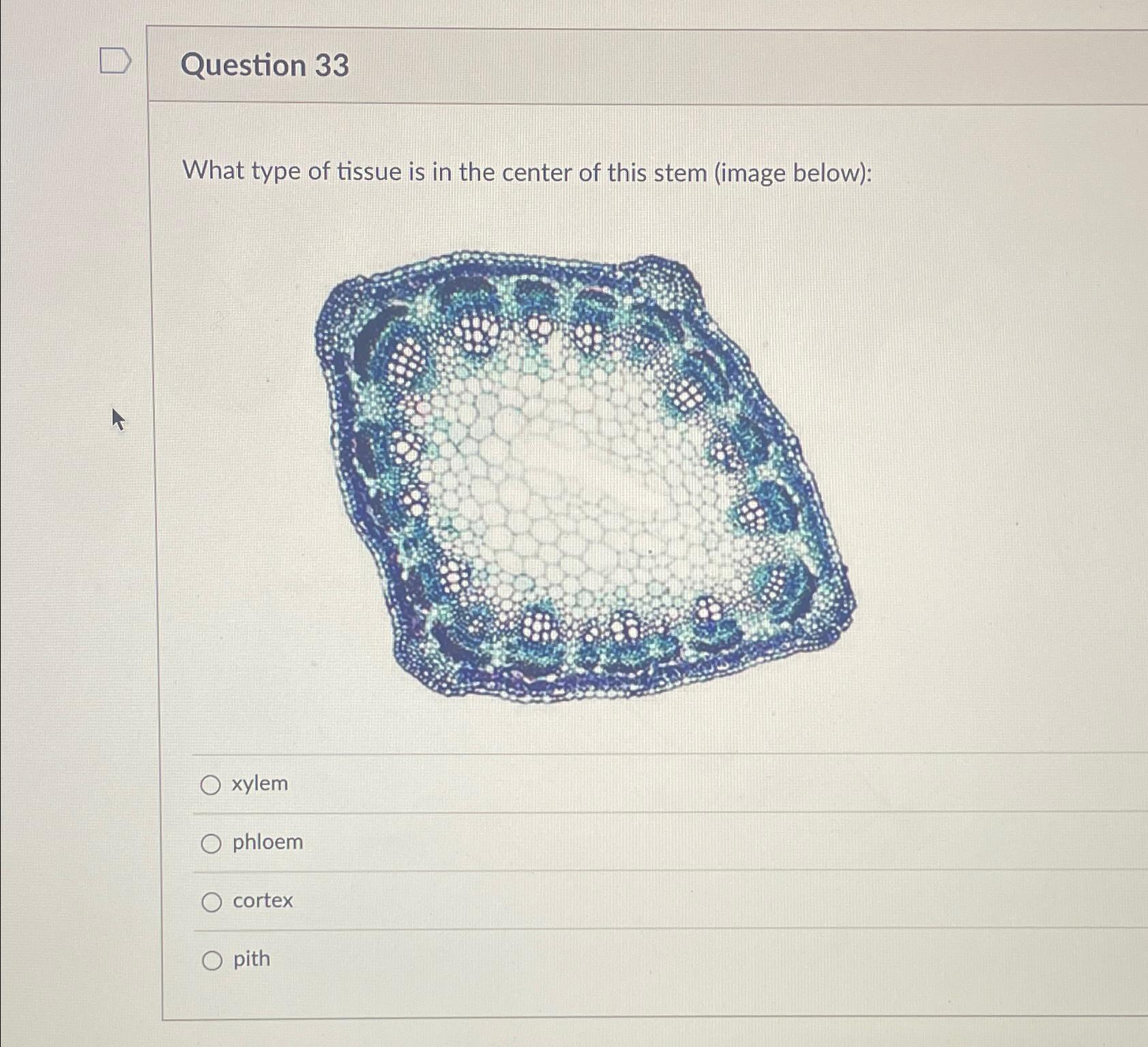 Solved Question 33What type of tissue is in the center of | Chegg.com
