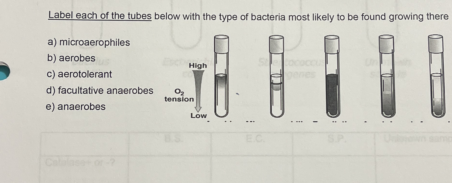 Solved Label each of the tubes below with the type of | Chegg.com