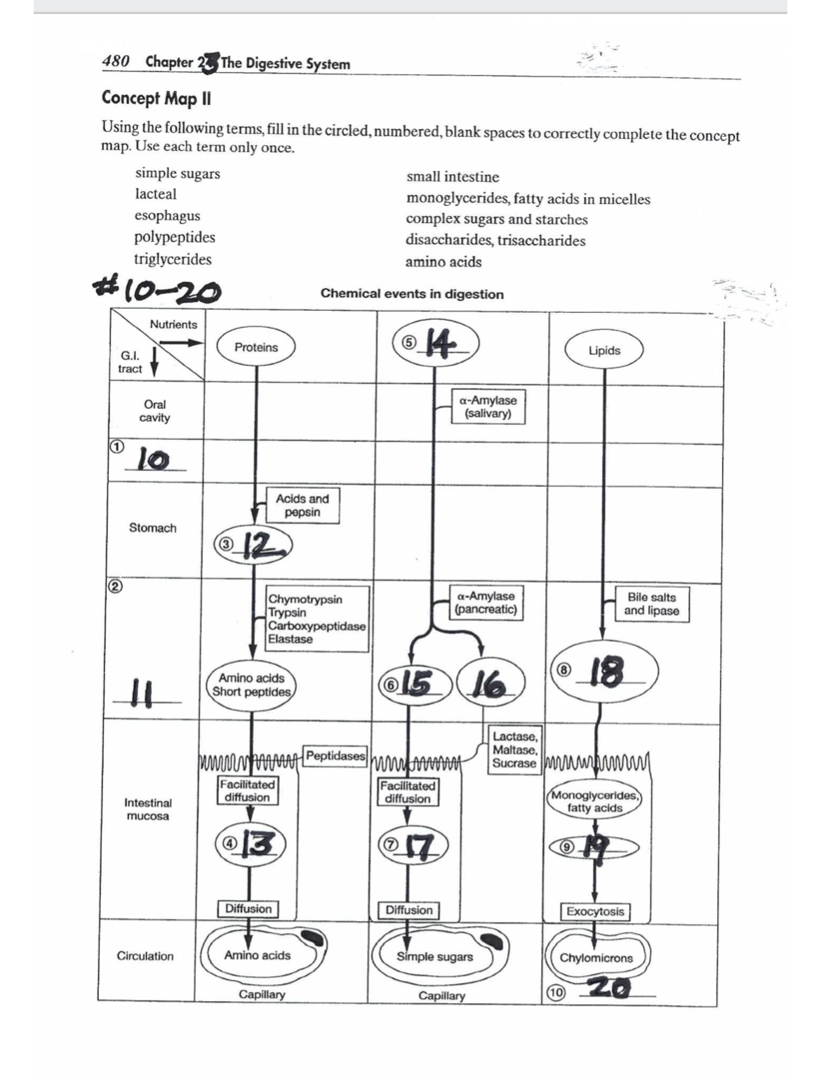 Solved Fill in the blank using the following terms | Chegg.com